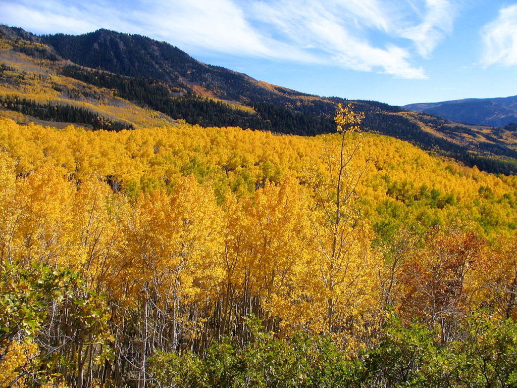 New Federal Initiative Help Conserve Southern Utah Forests - Mid-Utah Radio